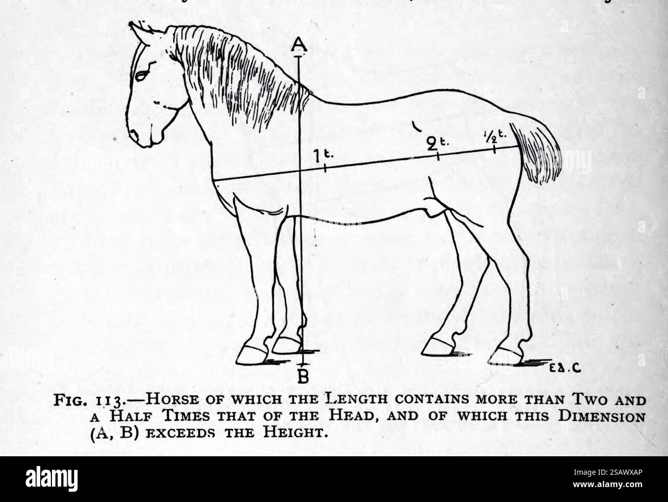 PROPORTIONS OF THE HORSE side view from Artistic anatomy of animals by ...