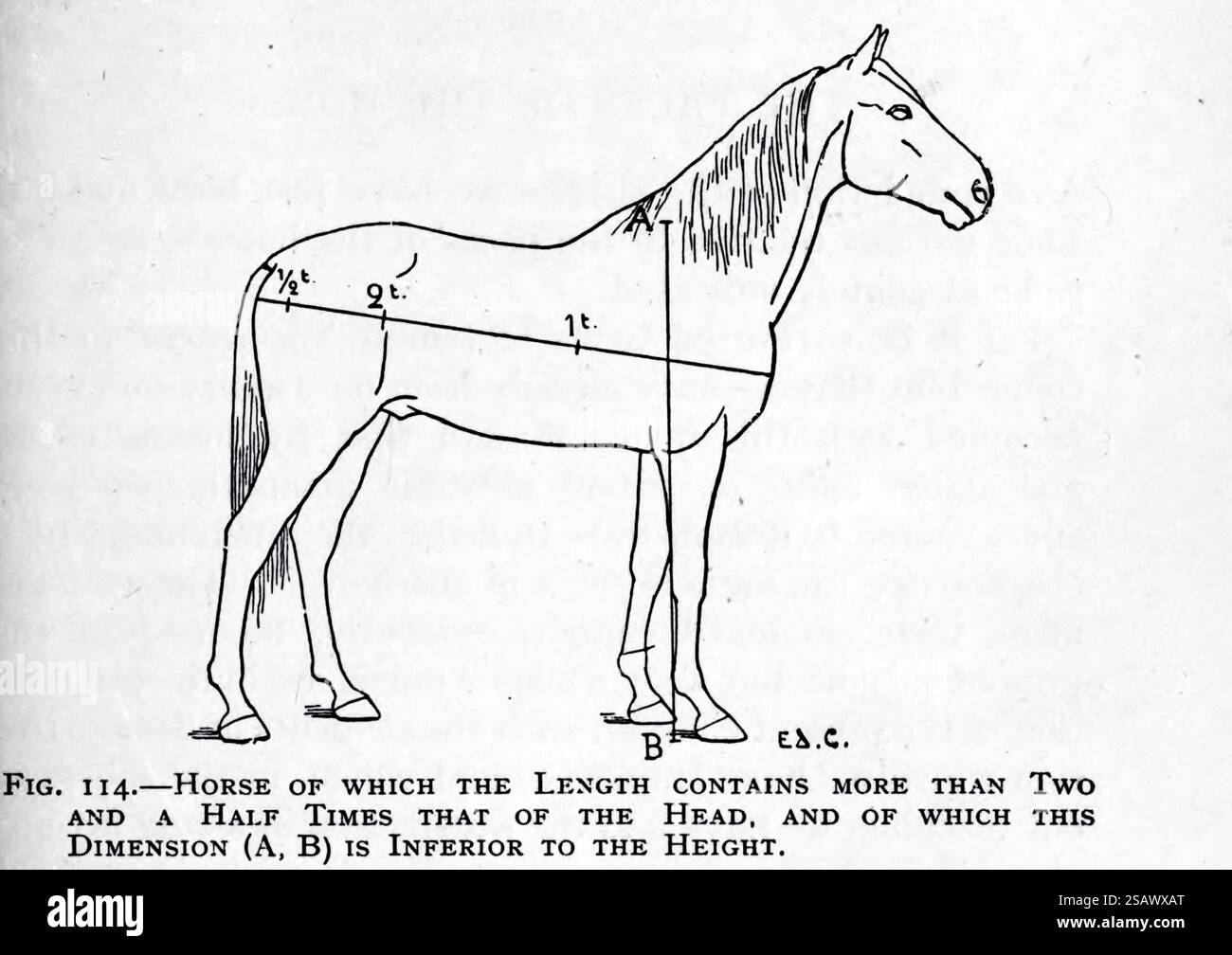 PROPORTIONS OF THE HORSE side view from Artistic anatomy of animals by ...