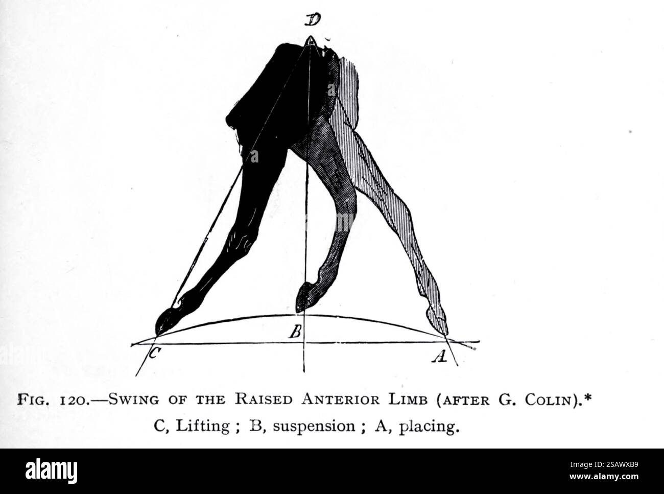 SWING OF THE RAISED ANTERIOR LIMB (AFTER G. COLIN) from Artistic ...