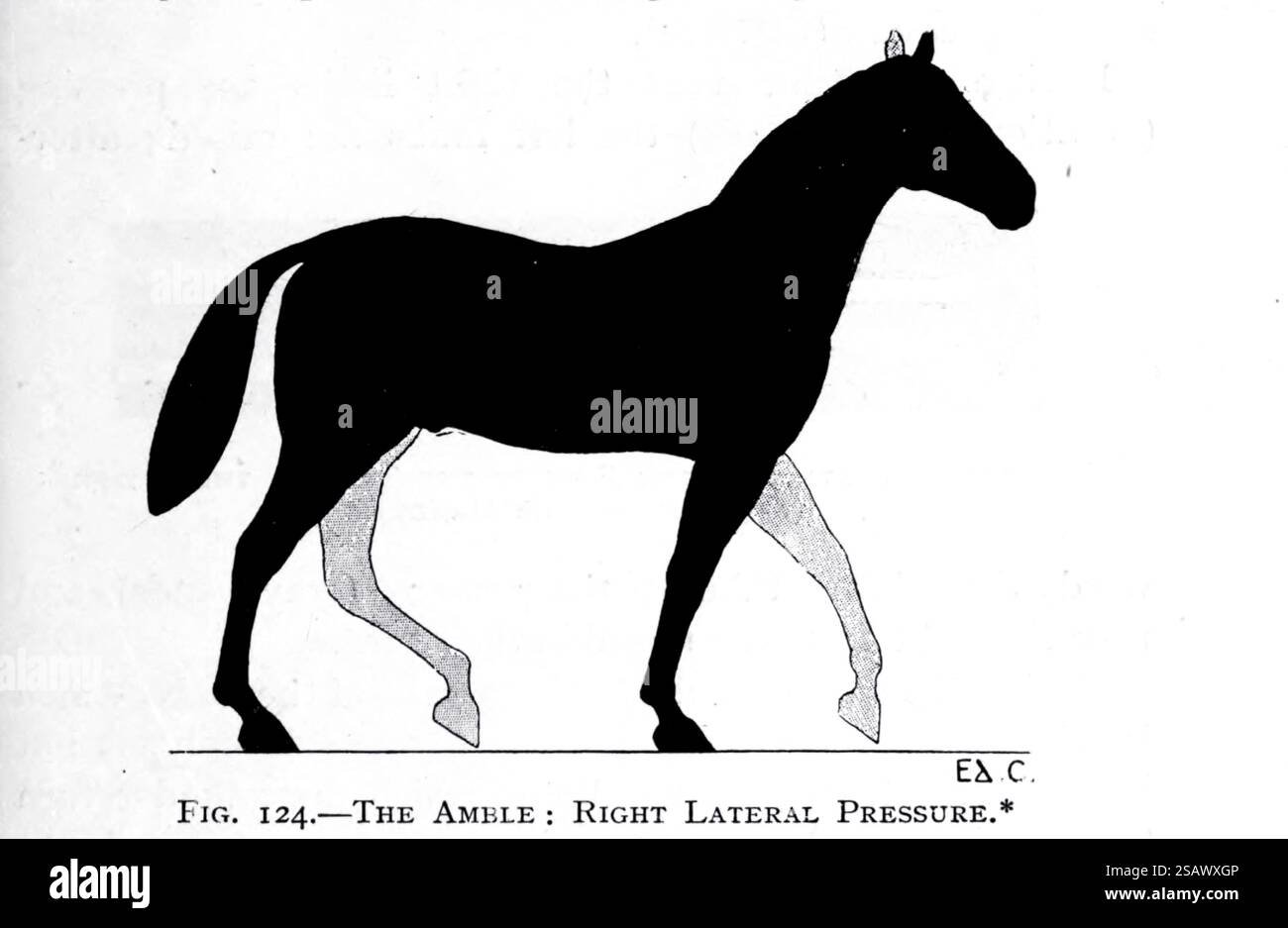 The AMBLE: RIGHT LATERAL PRESSURE from Artistic anatomy of animals by ...