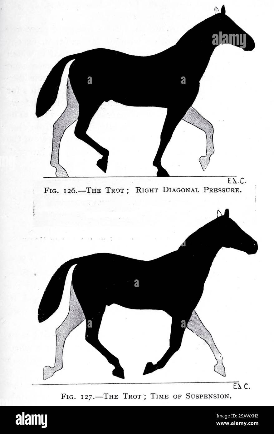 The Trot from Artistic anatomy of animals by Édouard Cuyer, George ...