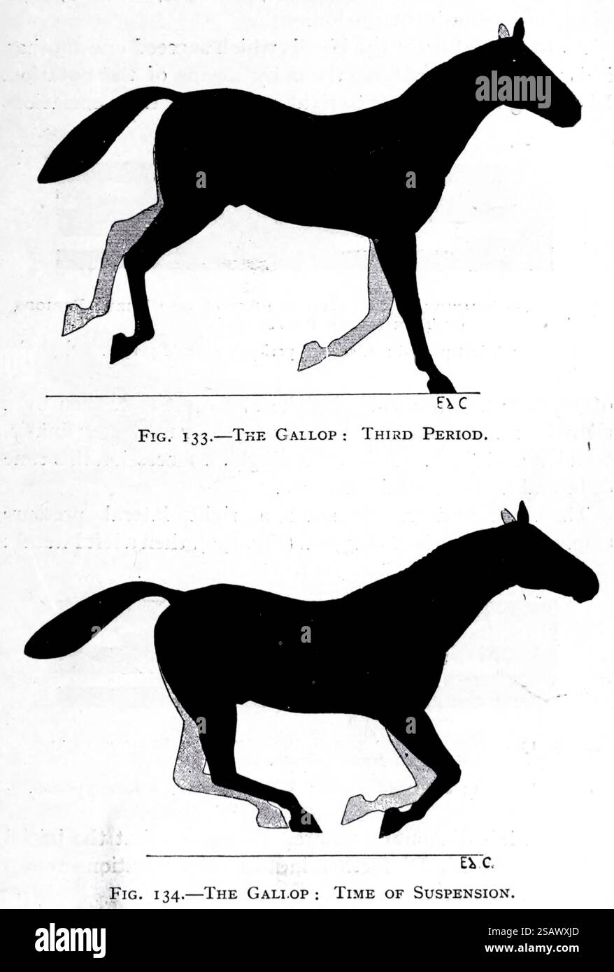 Phases of the Gallop from Artistic anatomy of animals by Édouard Cuyer ...