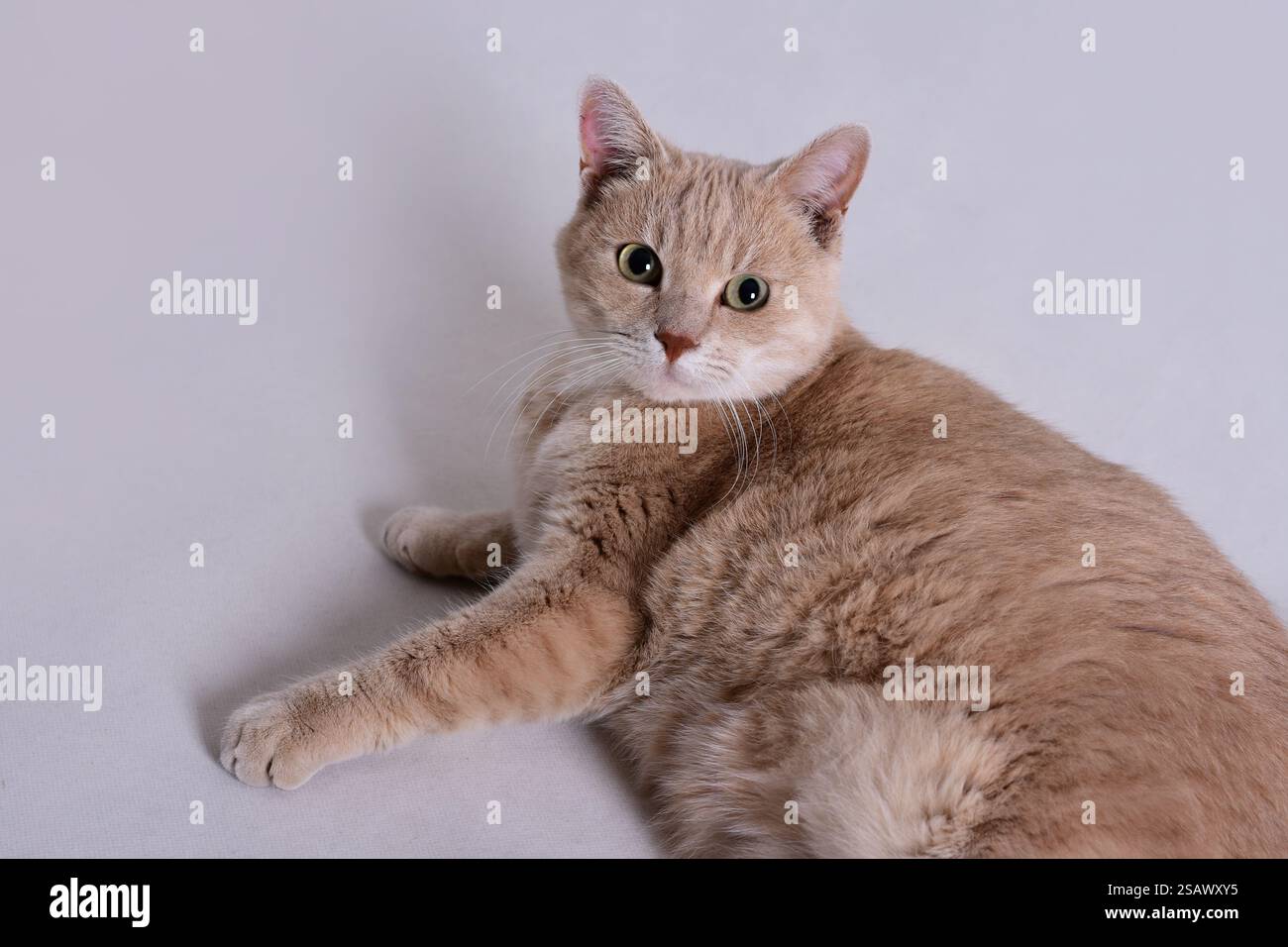 Large fluffy creamy striped fawn color cat with beautiful green eyes on ...