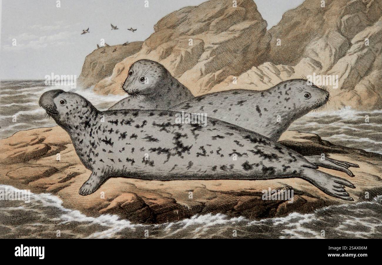 Bladdernose seal hi-res stock photography and images - Alamy