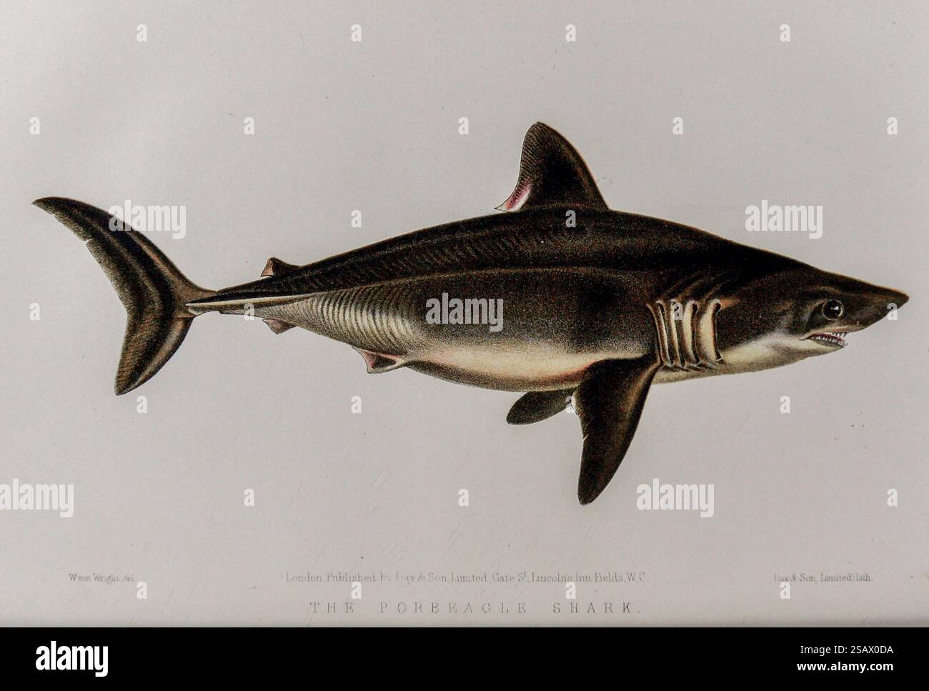 Mackerel fish from family hi-res stock photography and images - Alamy