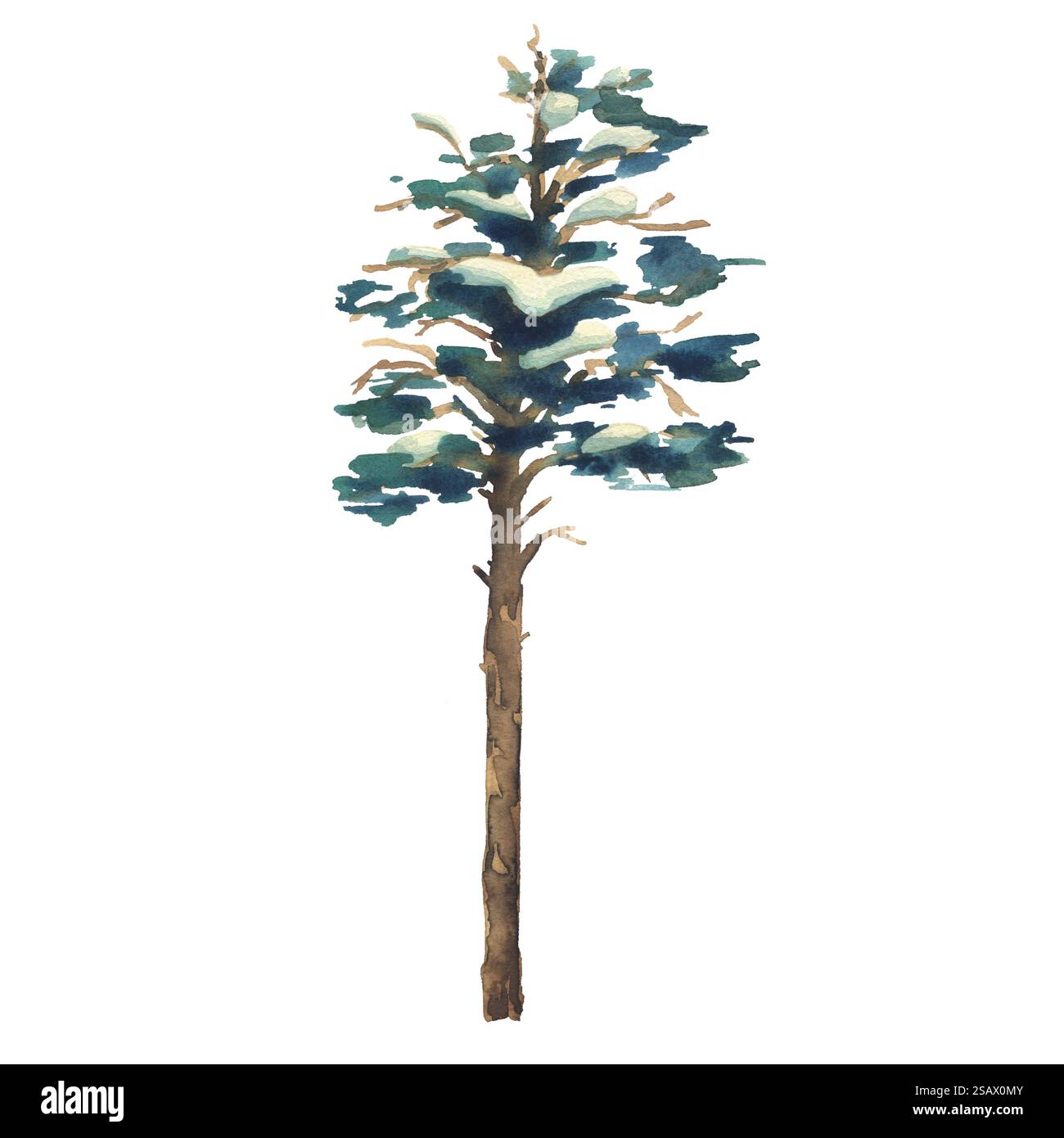 Pine tree tall with green crown and snow on branches, for winter ...