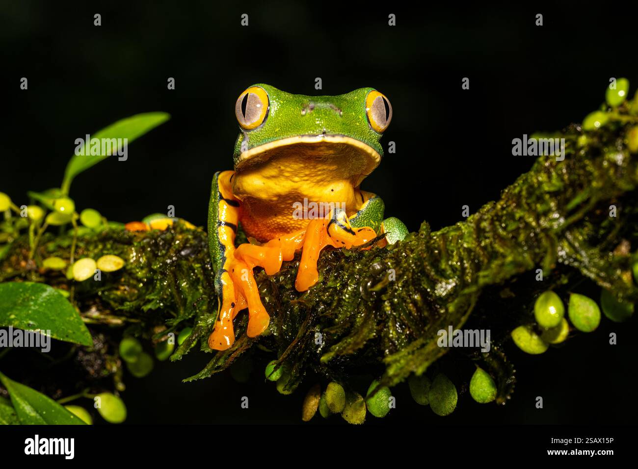 Cruziohyla calcarifer, the splendid leaf frog or splendid treefrog, in ...