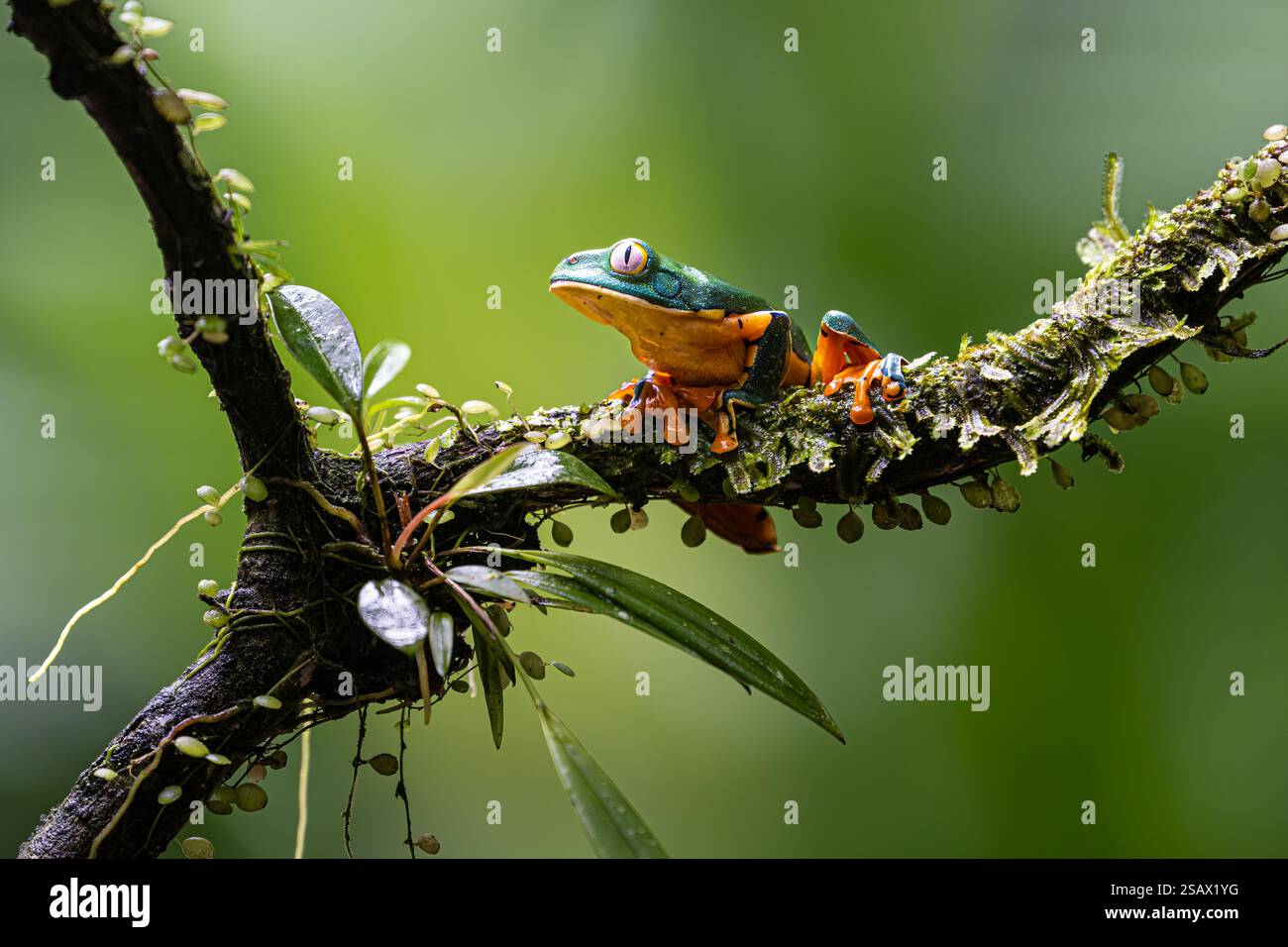 Cruziohyla calcarifer, the splendid leaf frog or splendid treefrog, in ...