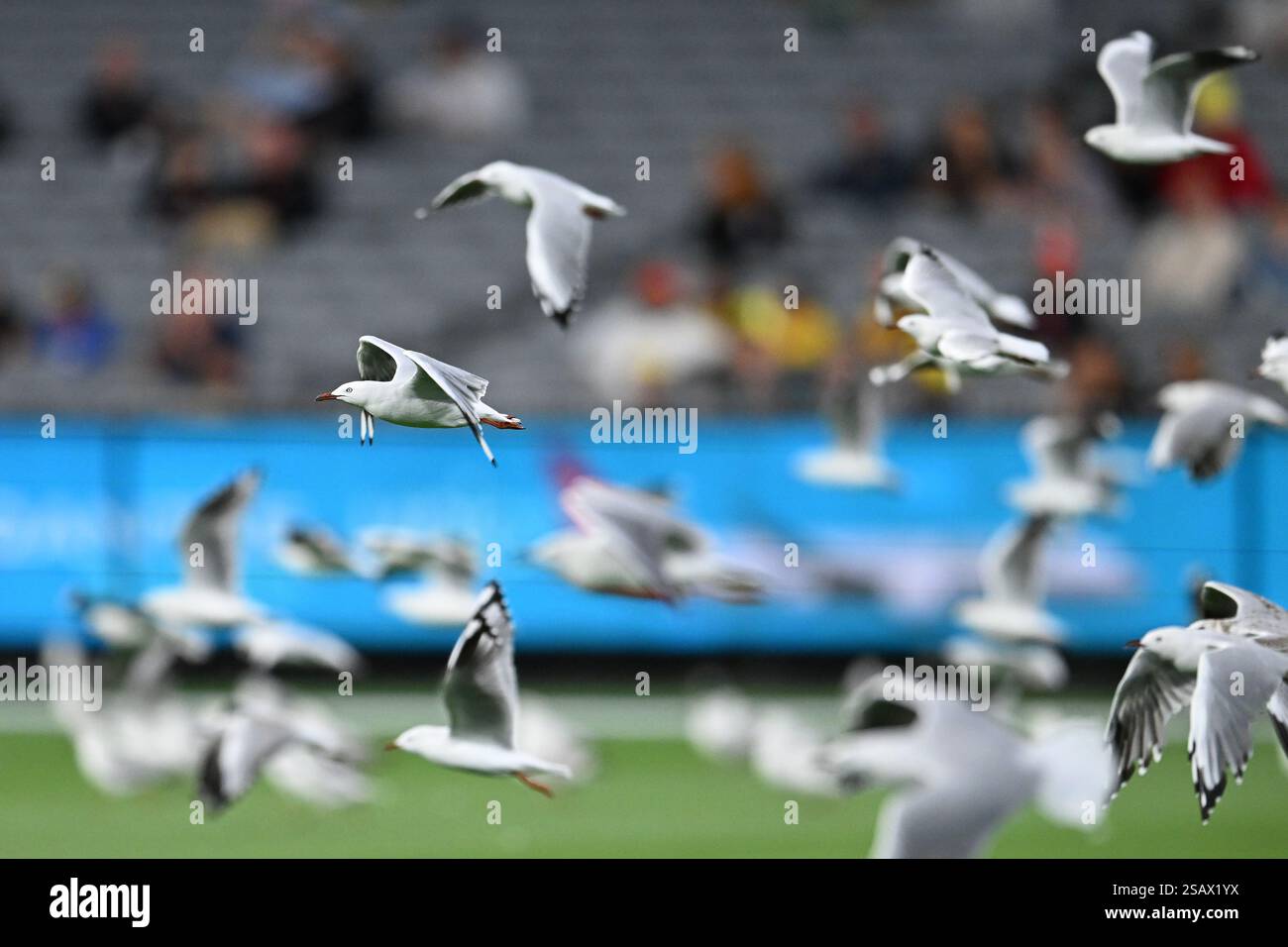 Melbourne, Australia. 31st Jan, 2025. Seagulls fly through the stadium ...
