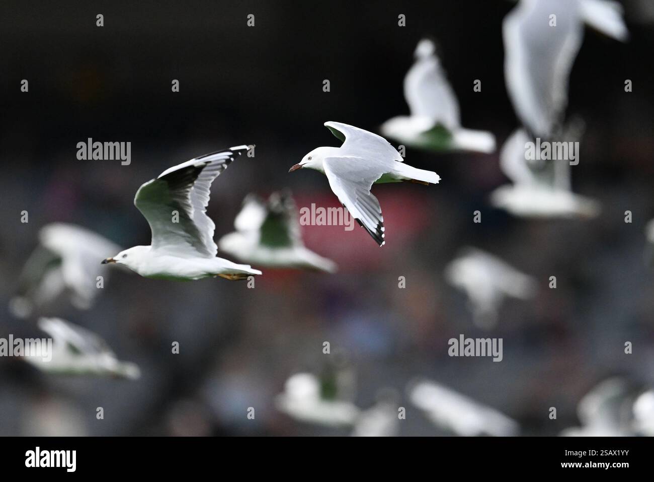 Melbourne, Australia. 31st Jan, 2025. Seagulls fly through the stadium ...