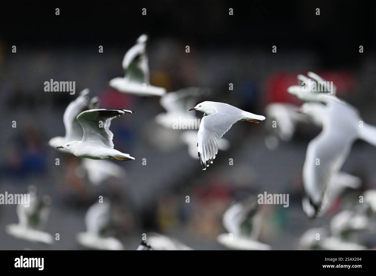 Melbourne, Australia. 31st Jan, 2025. Seagulls fly through the stadium ...