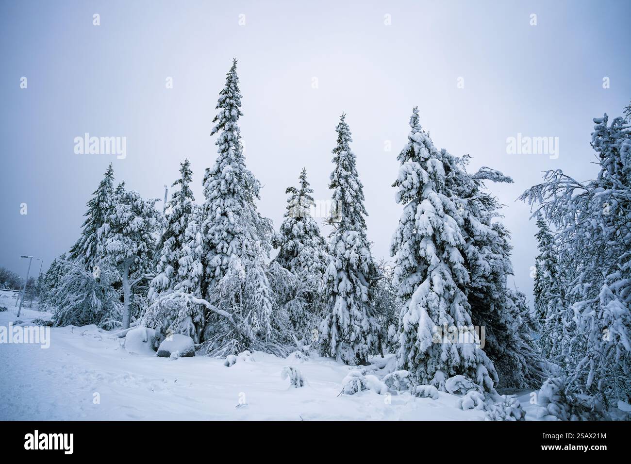 Dance snow-covered trees in Iso-Syöte national park of Finland Stock ...
