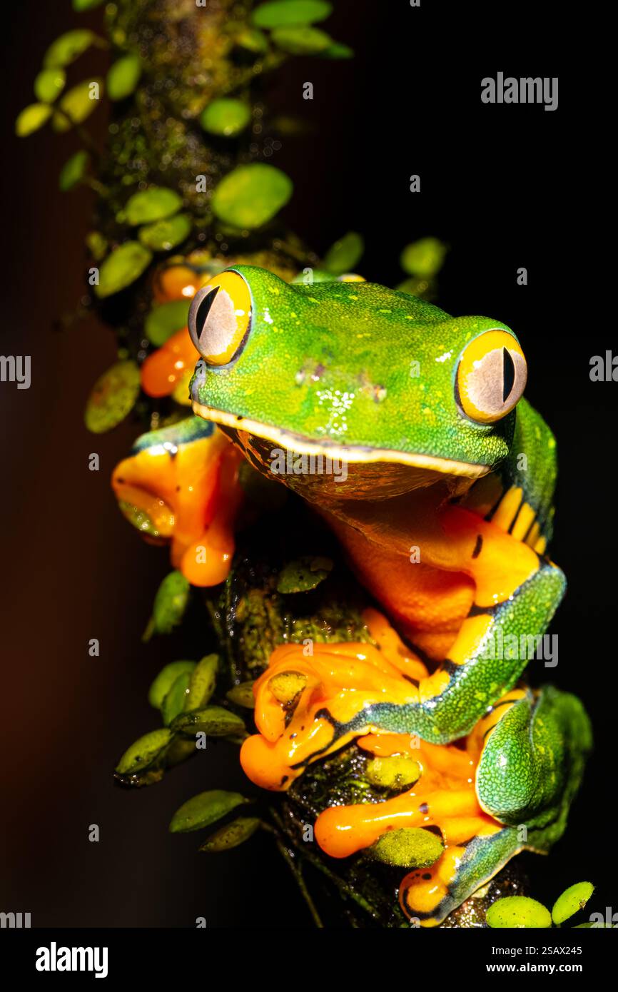 Cruziohyla calcarifer, the splendid leaf frog or splendid treefrog, in ...
