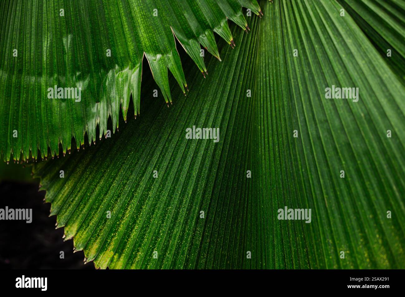 Sharp edges leaves hi-res stock photography and images - Alamy