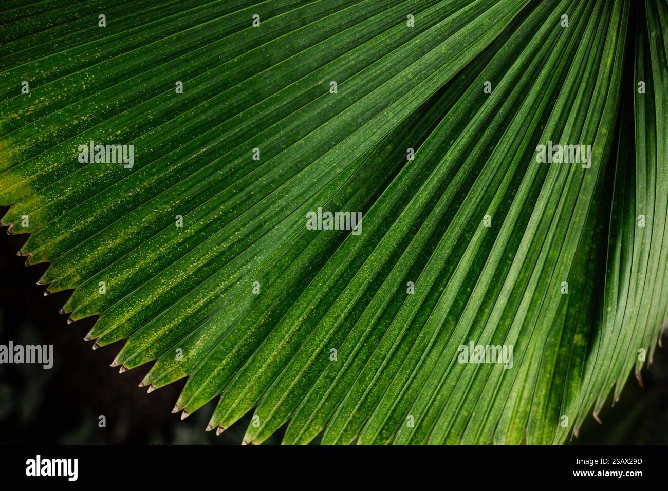 Smooth texture palm close hi-res stock photography and images - Alamy
