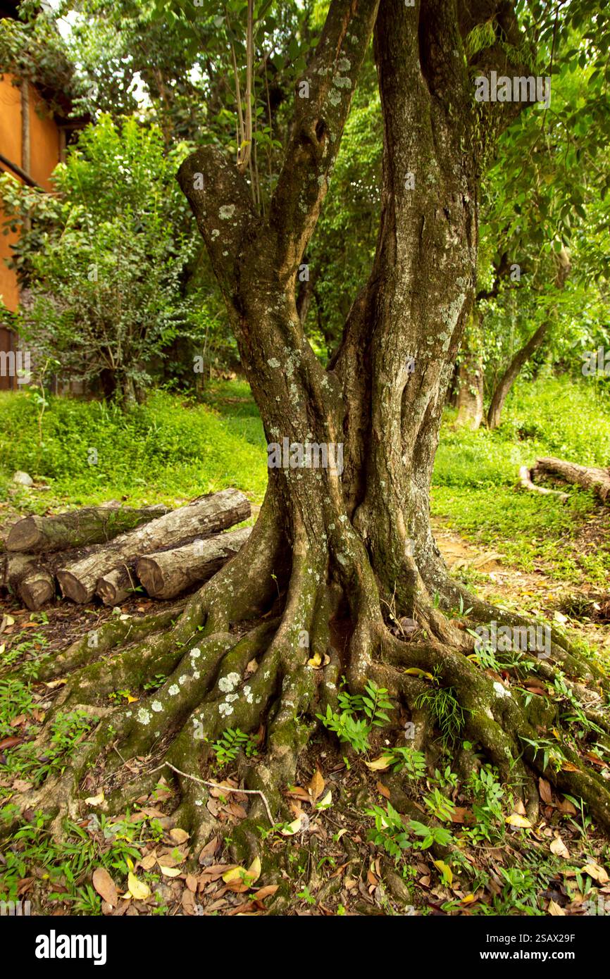 Exposed tree trunks hi-res stock photography and images - Alamy