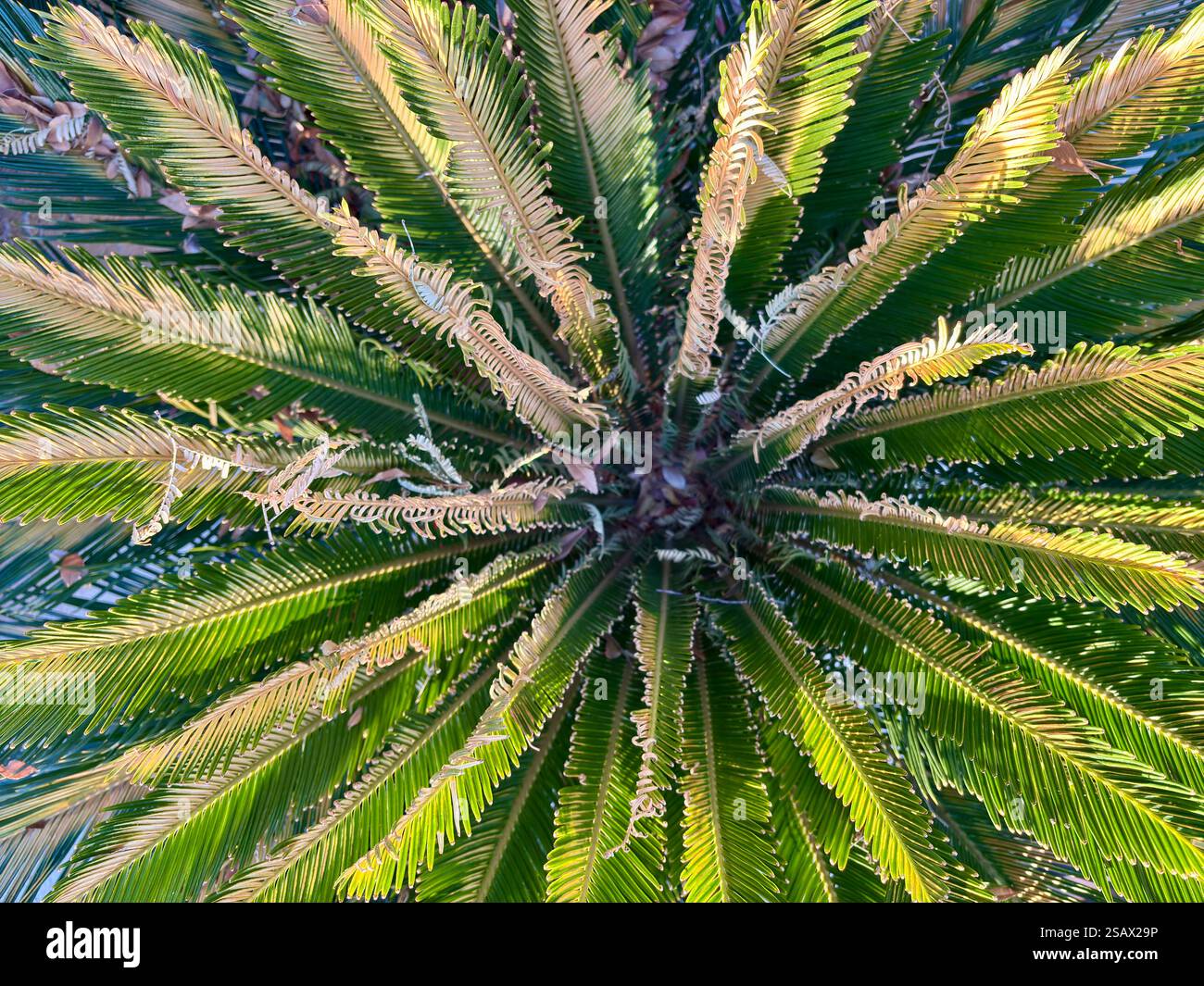 Vibrant radiating texture hi-res stock photography and images - Alamy