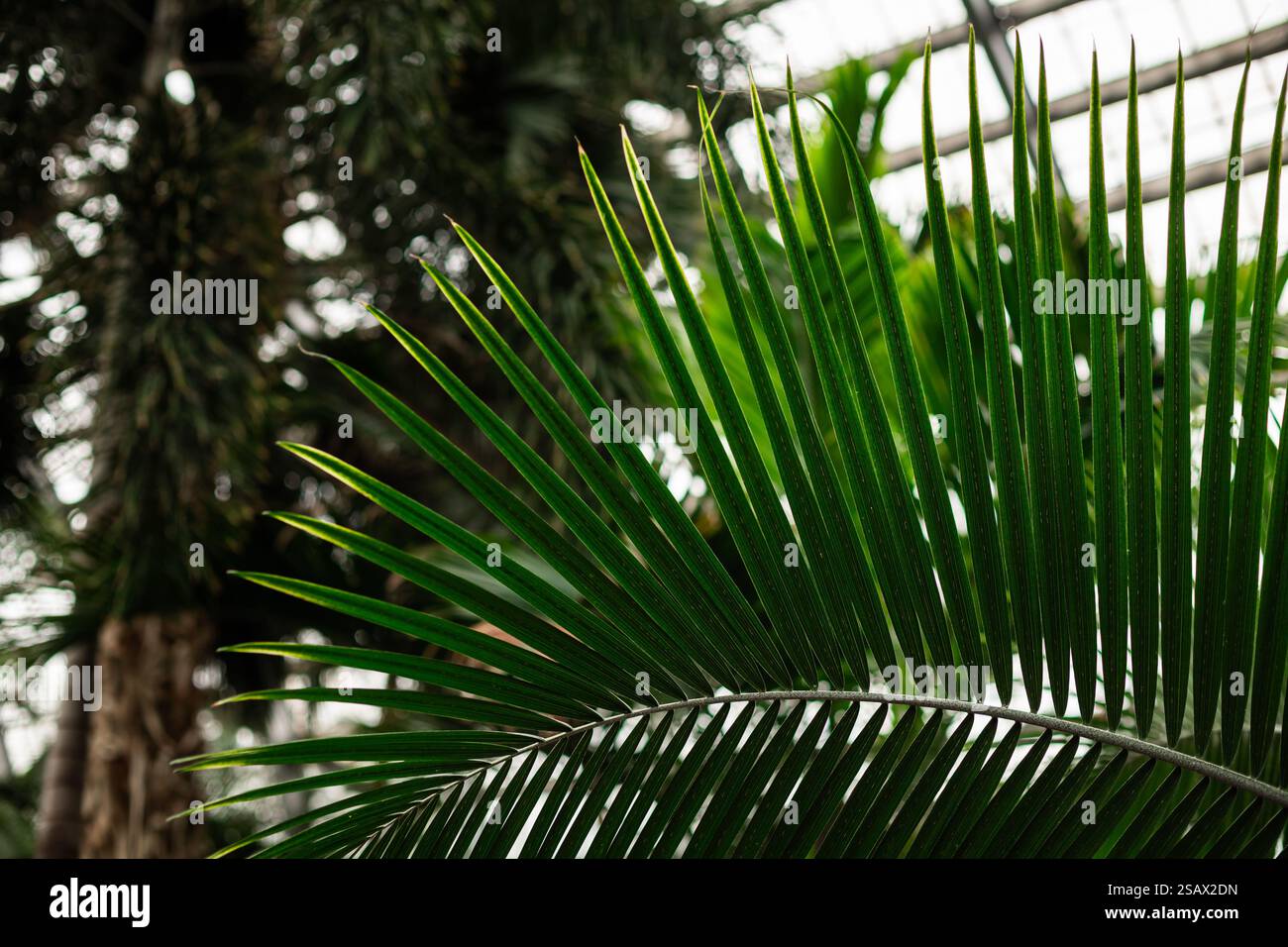 Smooth texture palm close hi-res stock photography and images - Alamy