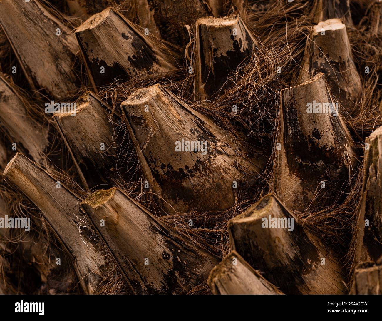 Textured palm tree trunk, horizontal wallpaper Stock Photo - Alamy