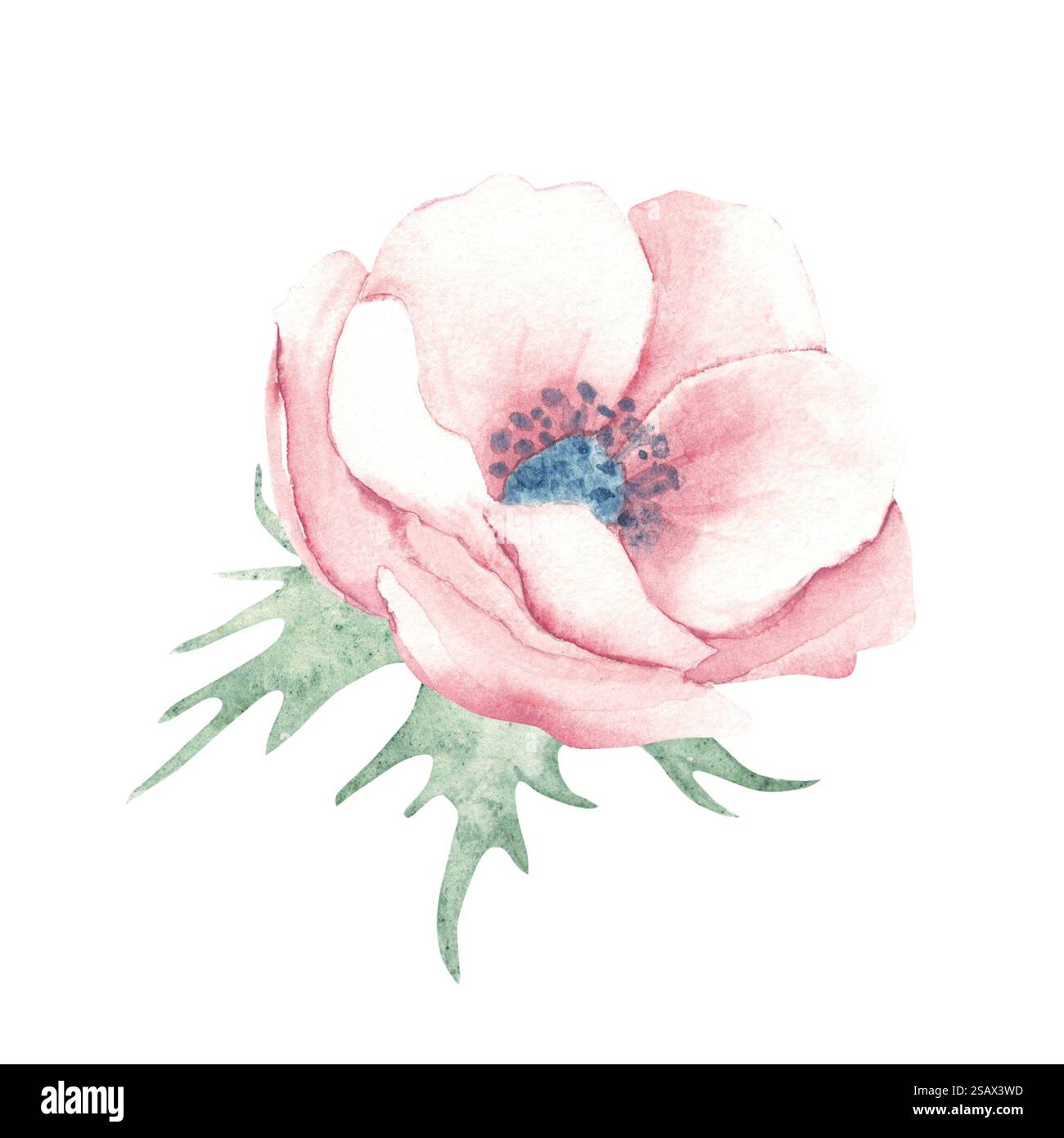 Watercolor Pink Anemone Flower with leaves, side view. Hand drawn ...