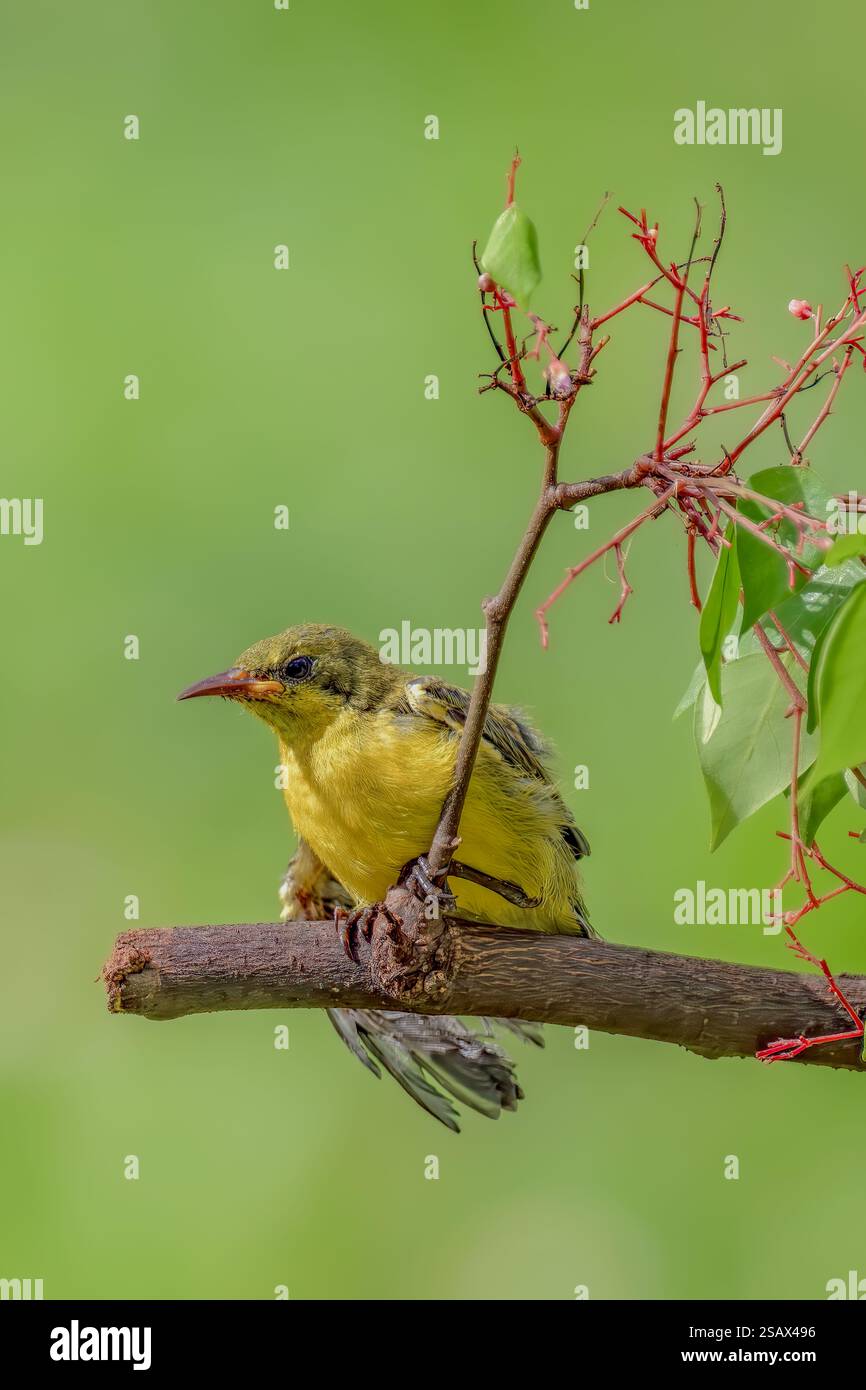 Sunbird feeding hi-res stock photography and images - Alamy