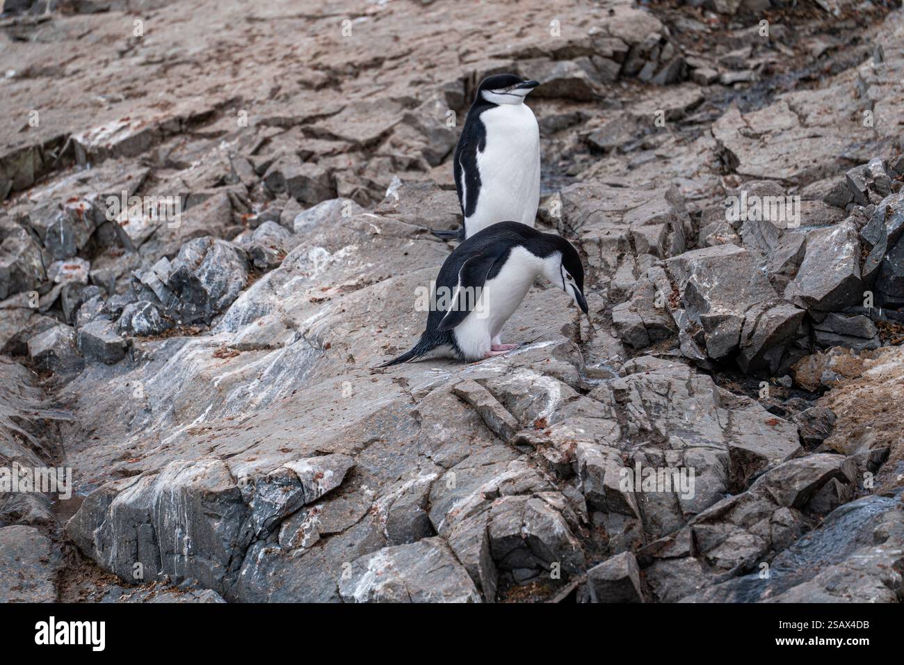 Chinstrap penguin (Pygoscelis antarcticus) in Antarctica. Wild n Stock ...