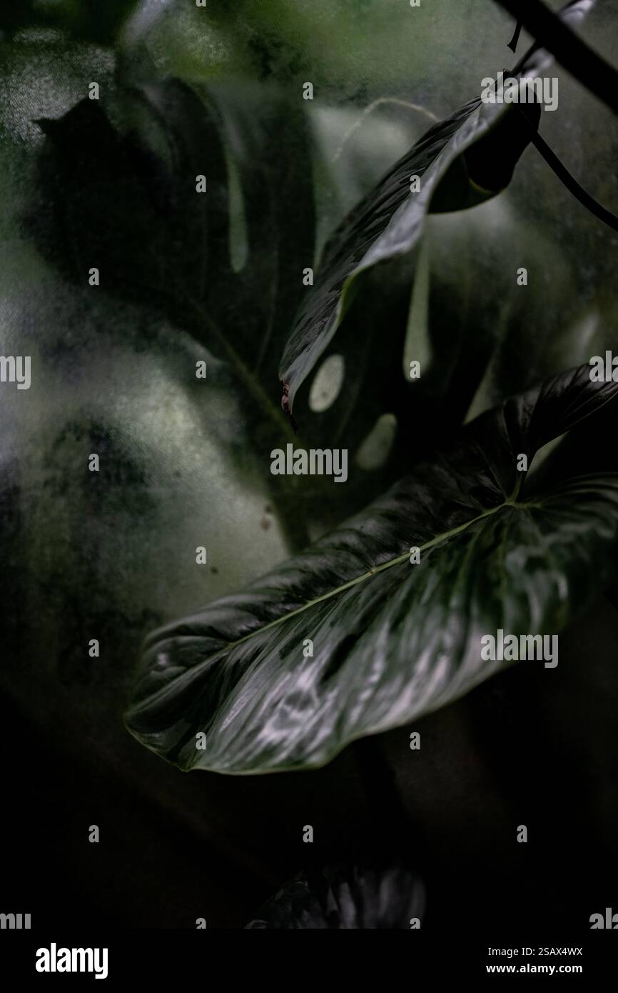 Moody, Delicate Textures of Monstera Leaves in Low Light Stock Photo ...