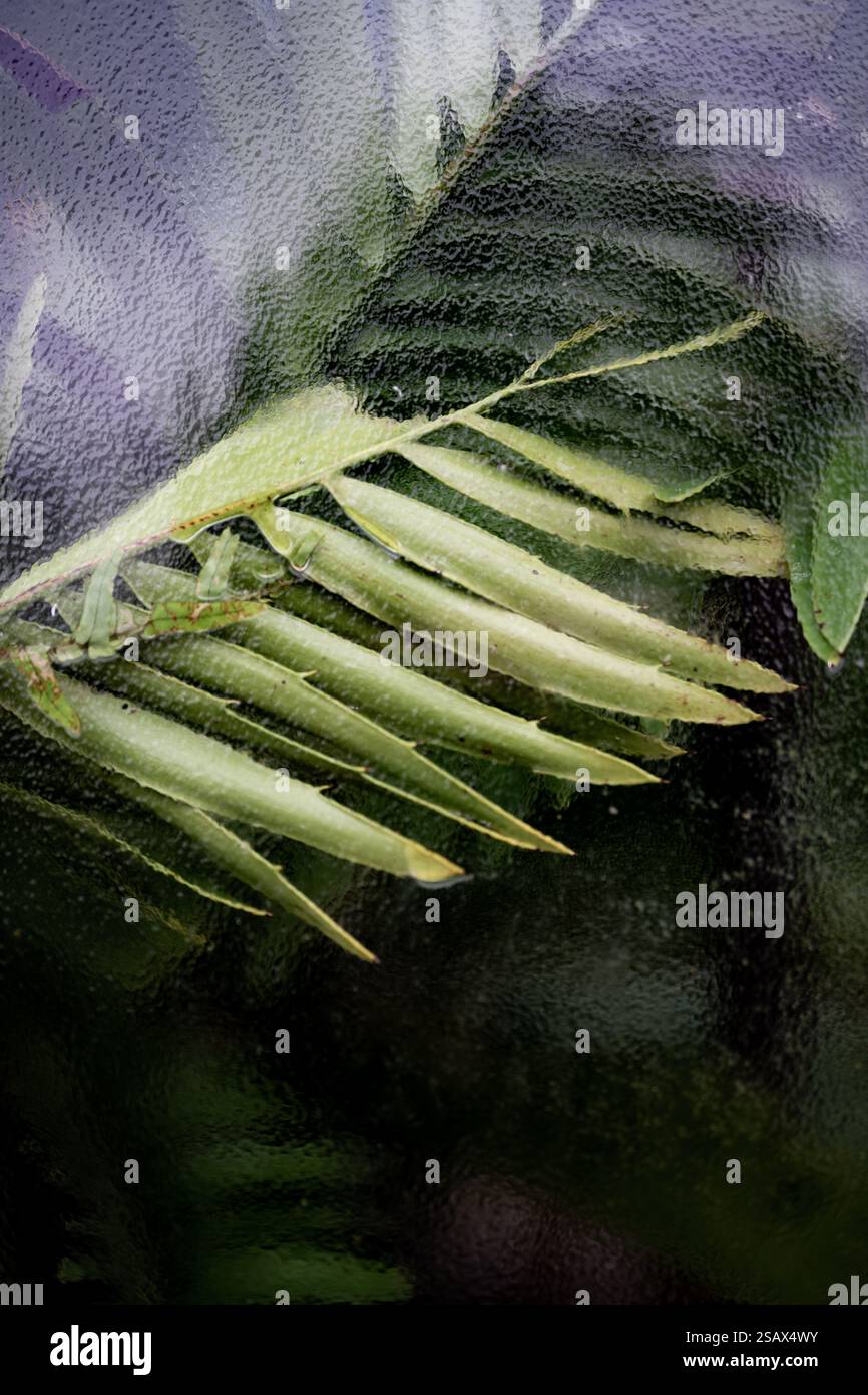 Fern: A Study of Texture and Light Through Glass Stock Photo - Alamy
