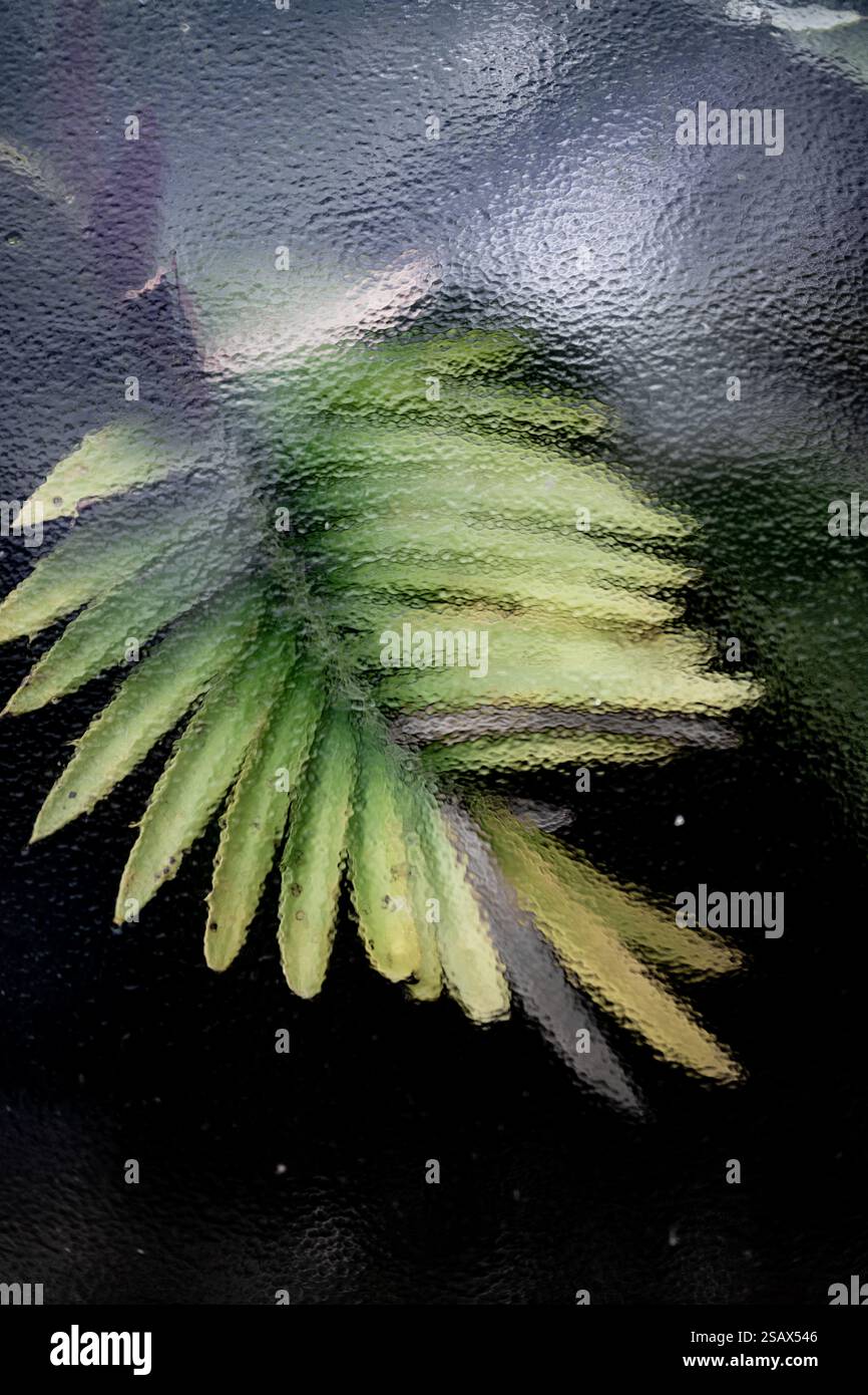Fern: A Study of Texture and Light Through Glass Stock Photo - Alamy