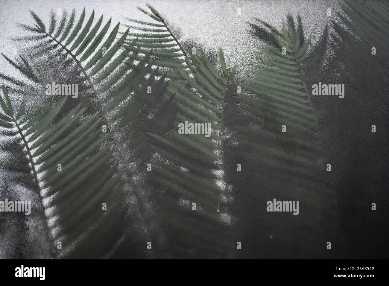 Ferns: A Study of Texture and Light Through Glass Stock Photo - Alamy