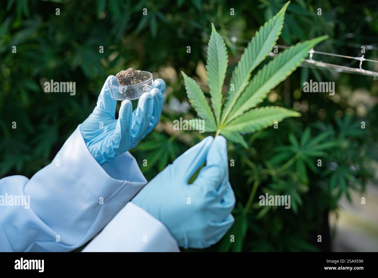 Researcher examining cannabis leaves and plant material in a greenhouse ...