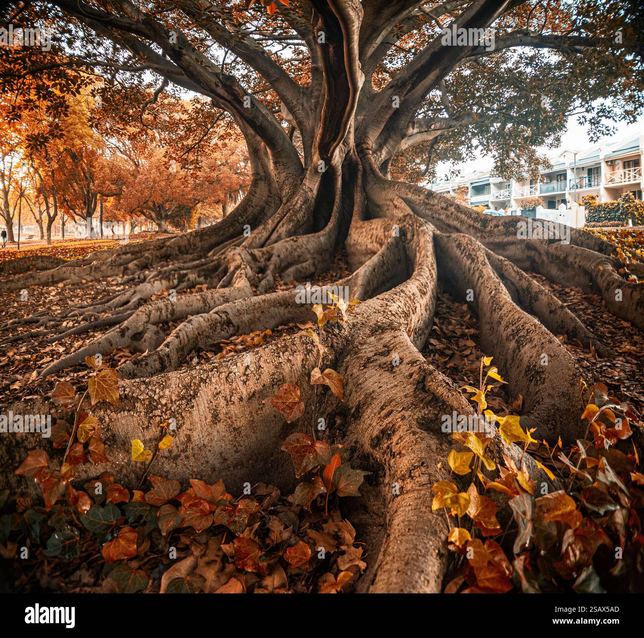 Moreton bay fig tree roots in autumn Stock Photo - Alamy