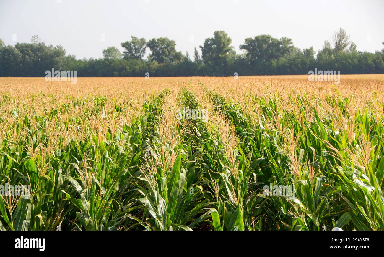 Sunny agricultural field hi-res stock photography and images - Alamy