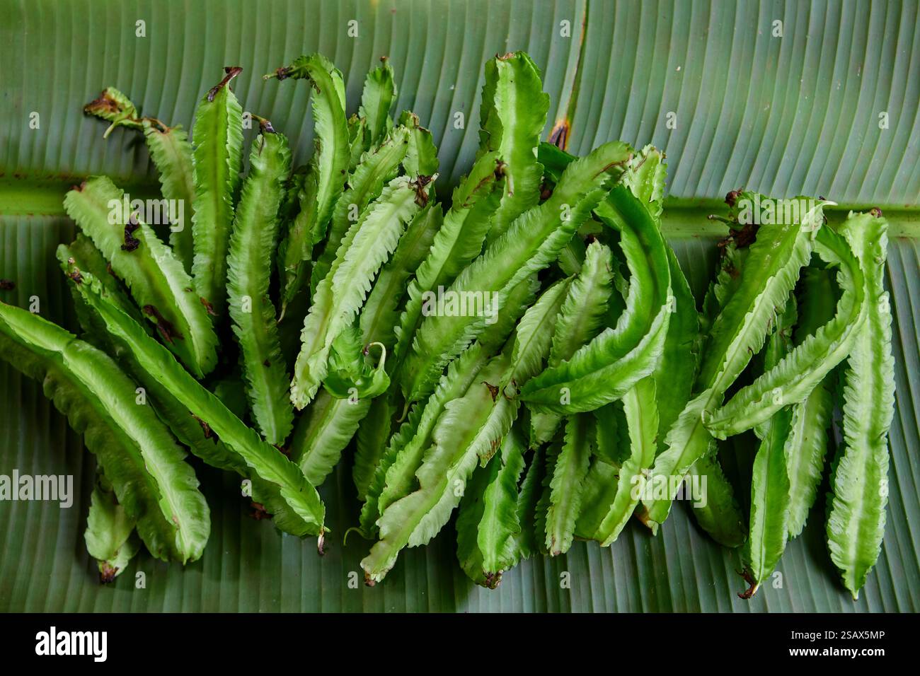 Pile of fresh Winged bean on leaf Stock Photo - Alamy