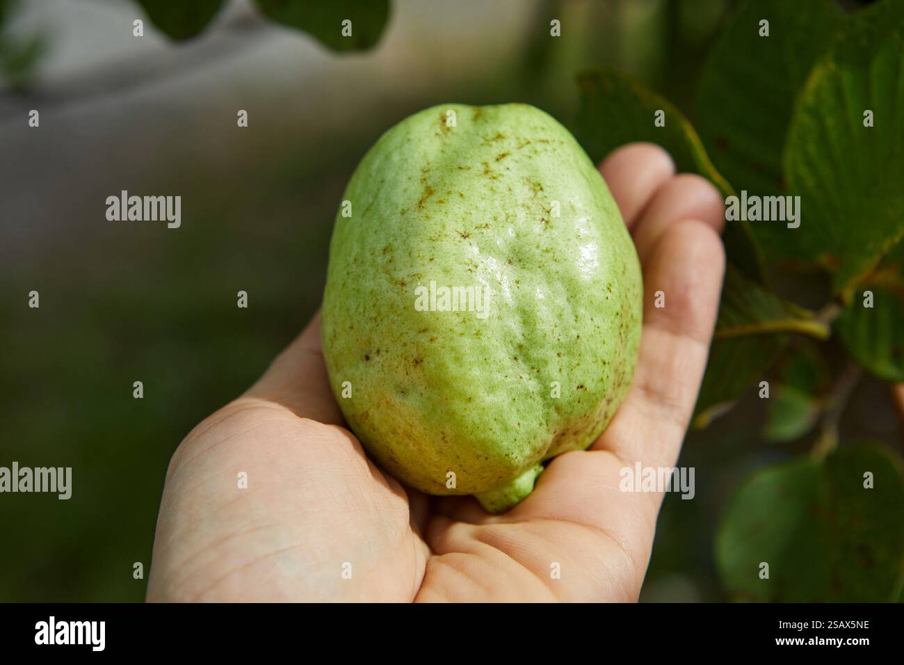 Guava on hand hi-res stock photography and images - Alamy