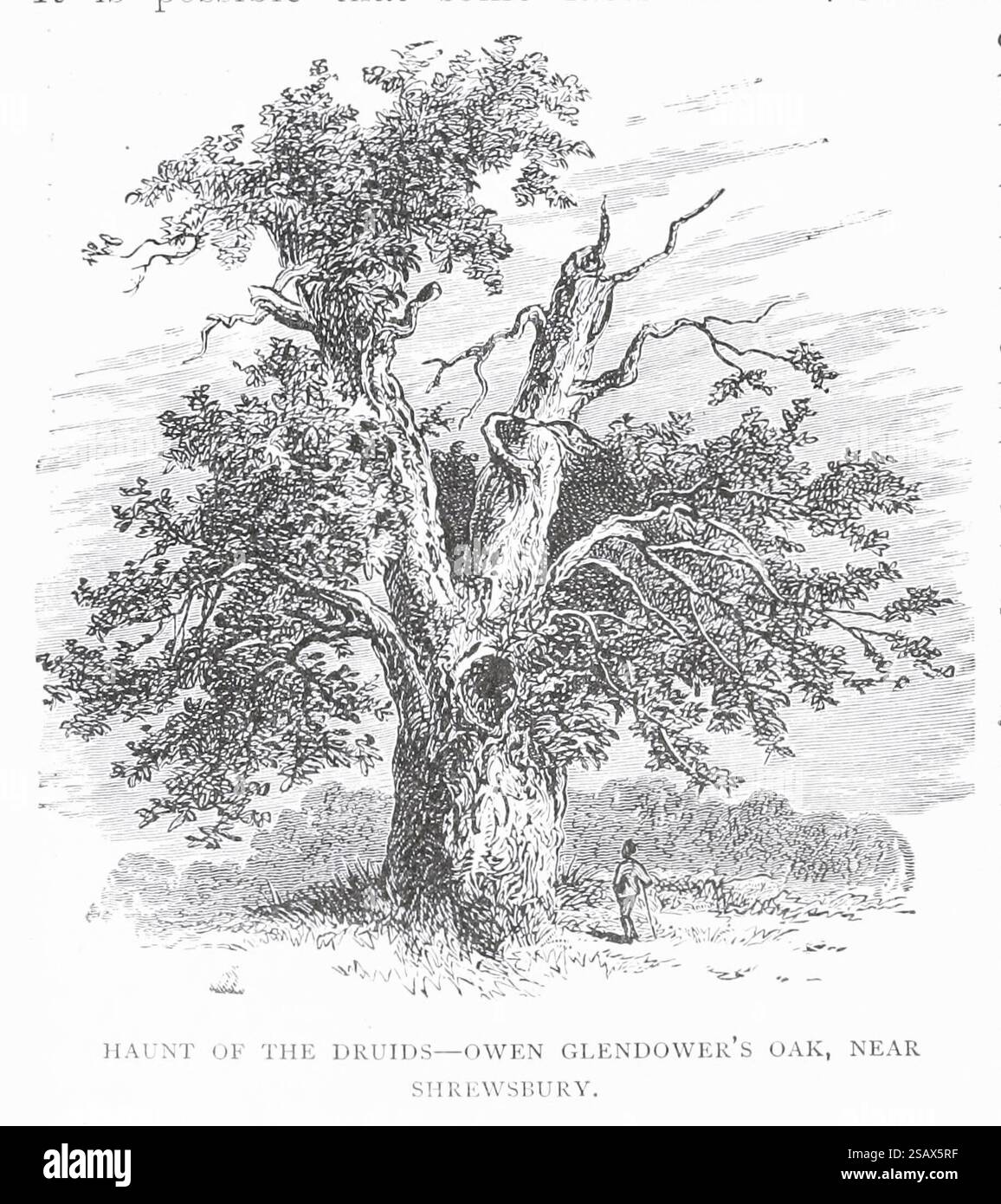 HAUNT OF THE DRUIDS - OWEN GLENDOWER'S OAK, Near Shrewsbury The Celts ...