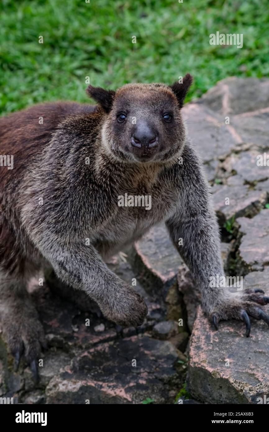 The Grizzled Tree-Kangaroo (Dendrolagus inustus) is a tree-dwelling ...