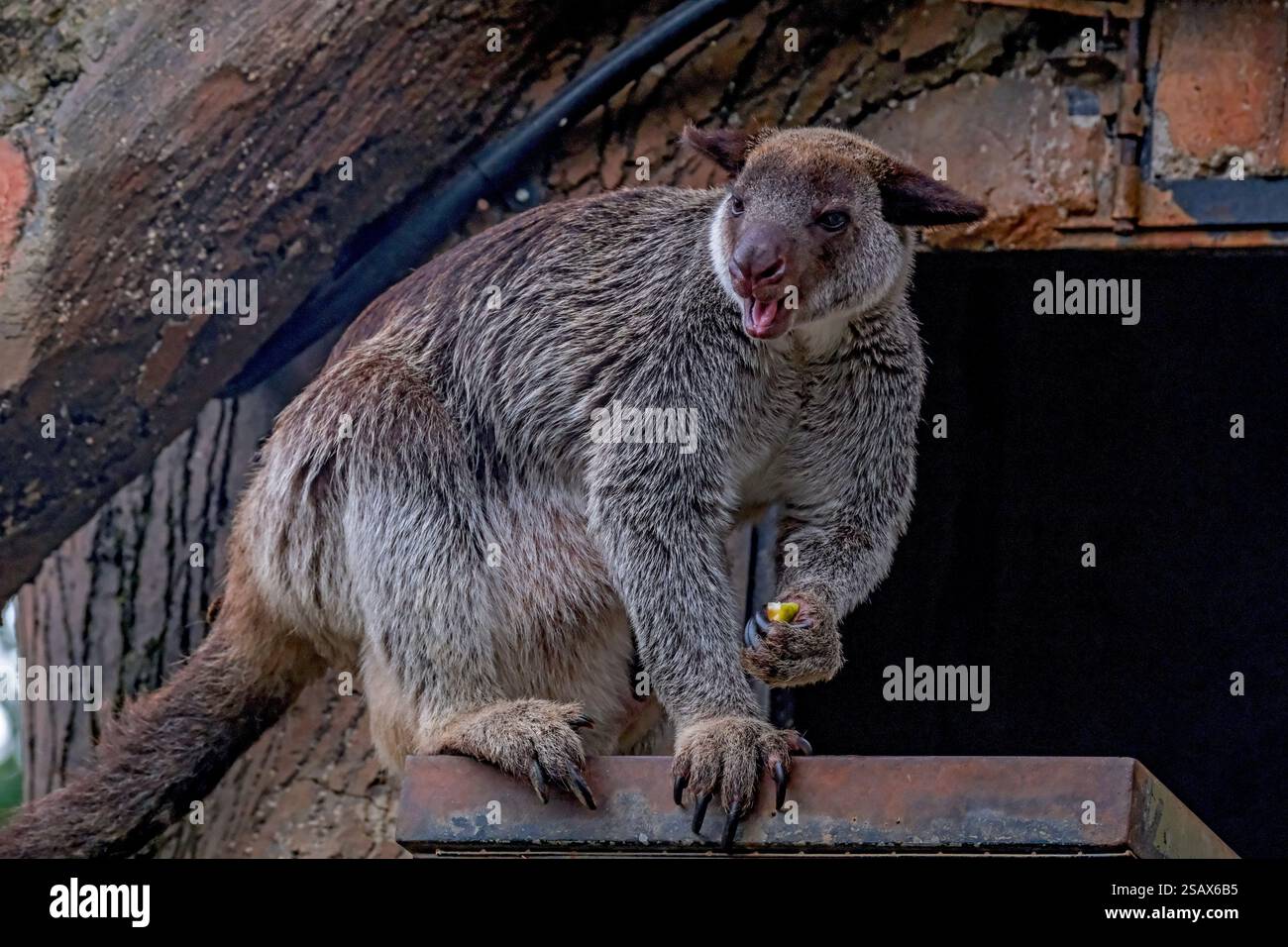 The Grizzled Tree-Kangaroo (Dendrolagus inustus) is a tree-dwelling ...