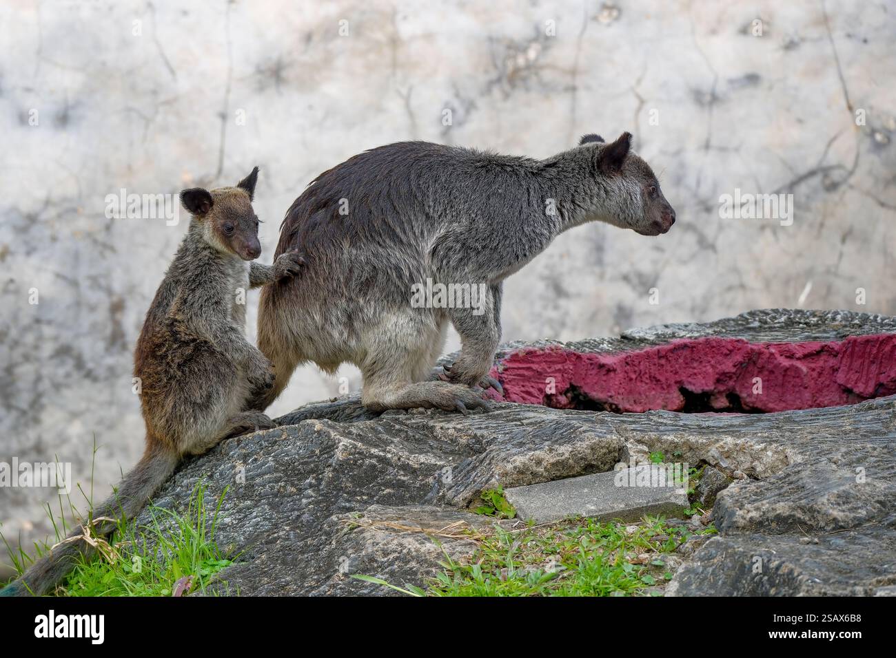 The Grizzled Tree-Kangaroo (Dendrolagus inustus) is a tree-dwelling ...