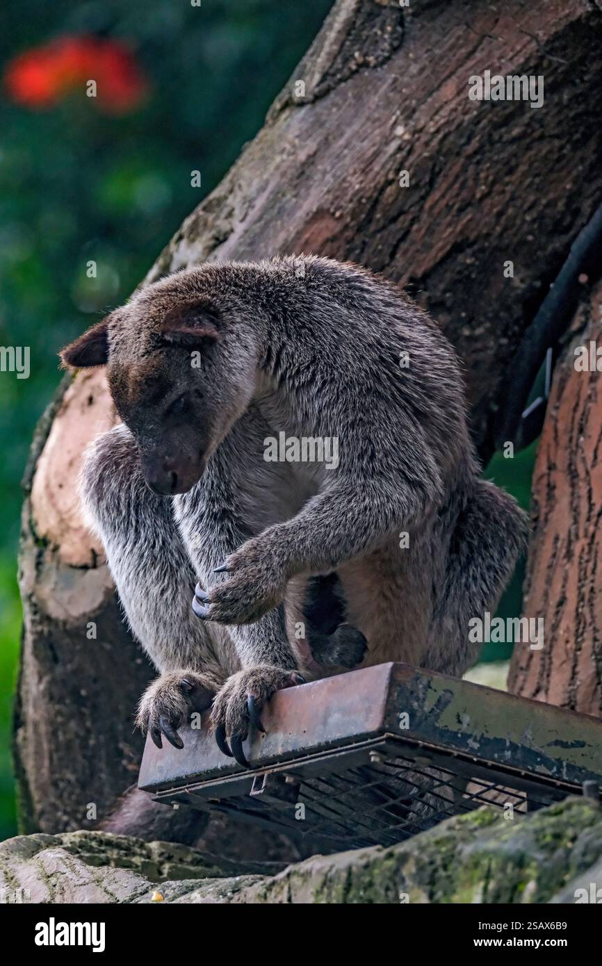 The Grizzled Tree-Kangaroo (Dendrolagus inustus) is a tree-dwelling ...