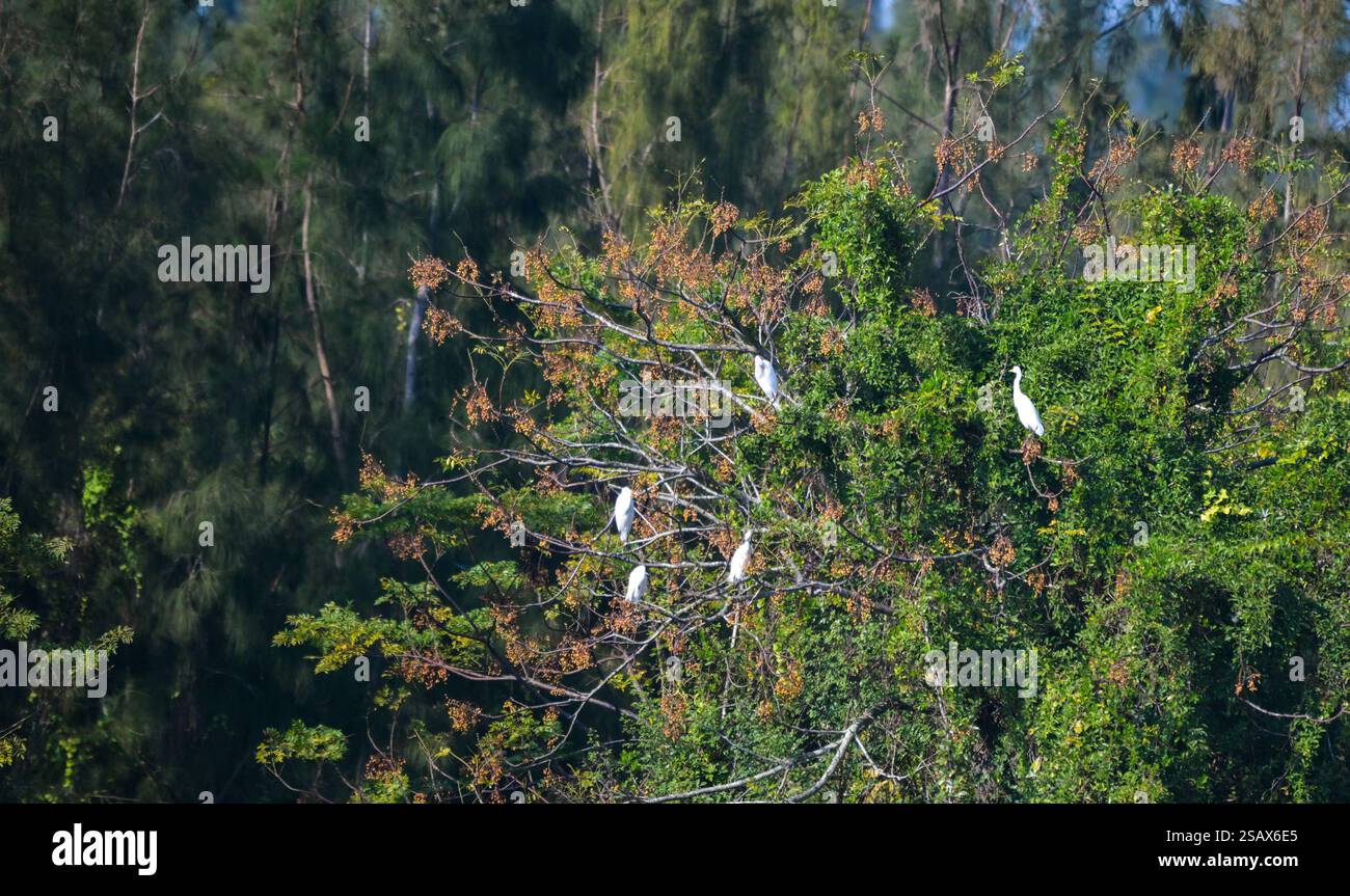 Kaikou, China's Hainan Province. 23rd Jan, 2025. A flock of egrets rest ...