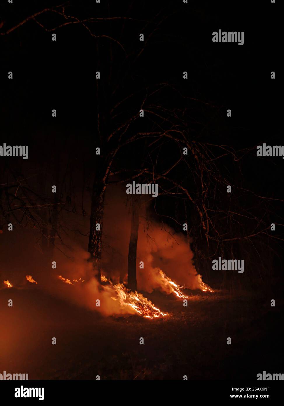 fire in birch forest at night with smoke Stock Photo - Alamy
