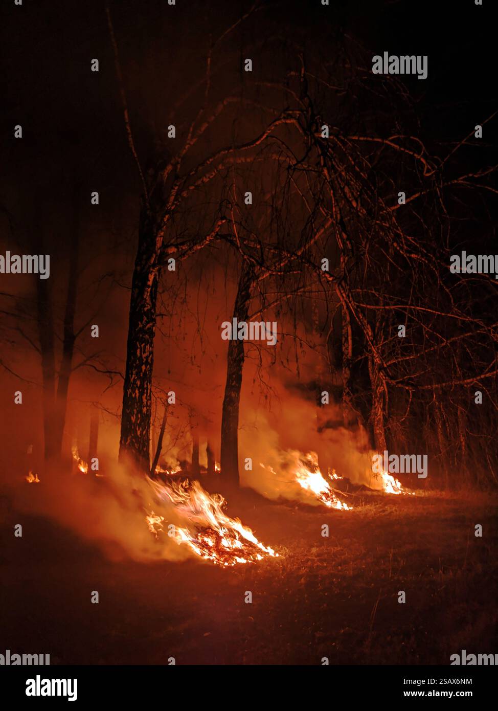 fire in birch forest at night with smoke Stock Photo - Alamy
