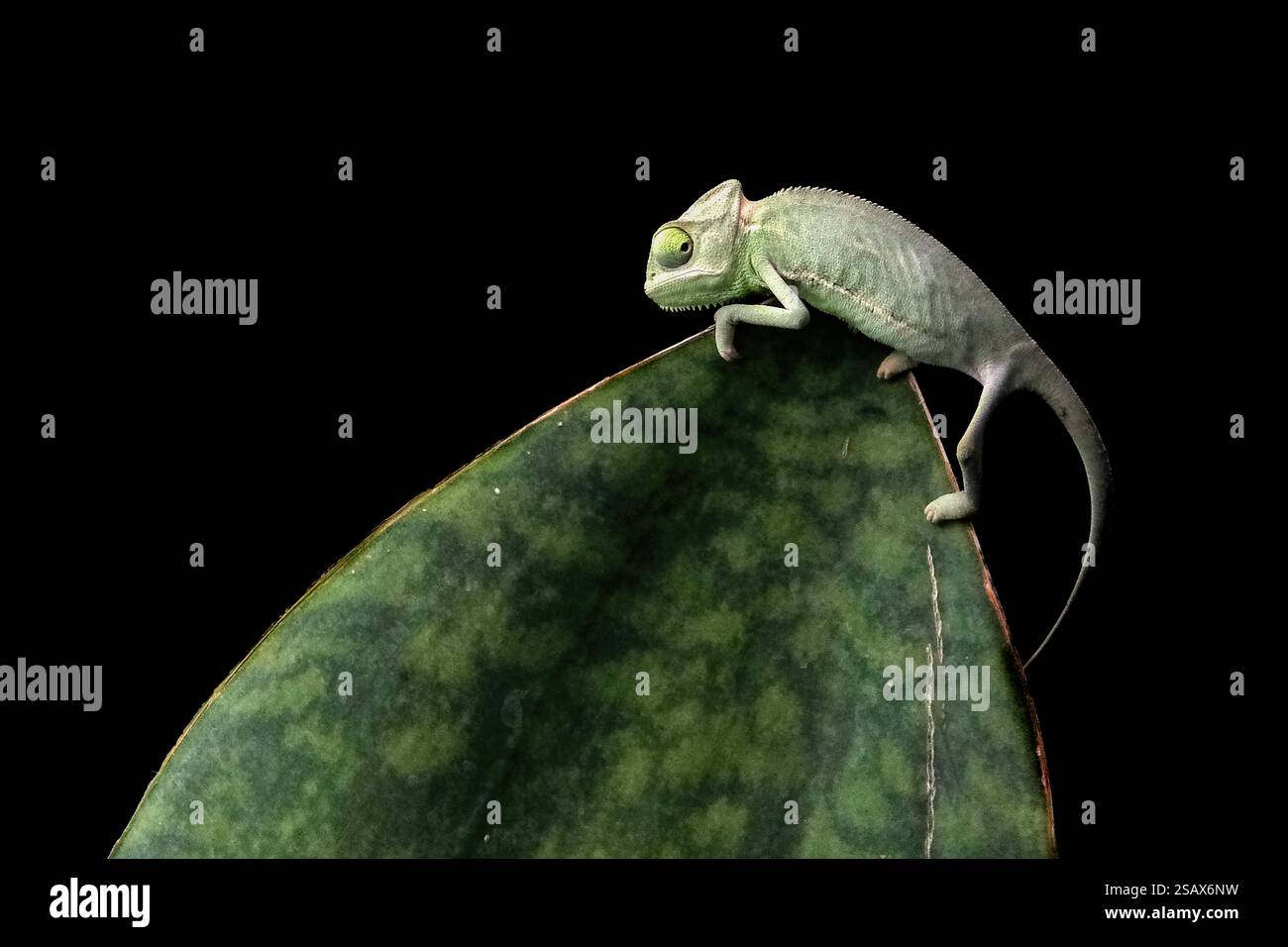 Beautiful baby High Pied Veiled Chameleon Stock Photo - Alamy