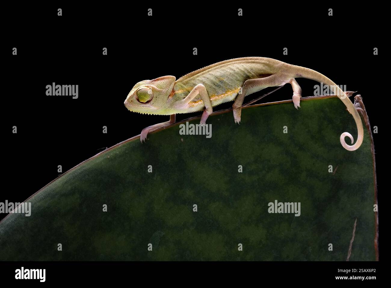 Beautiful baby High Pied Veiled Chameleon Stock Photo - Alamy