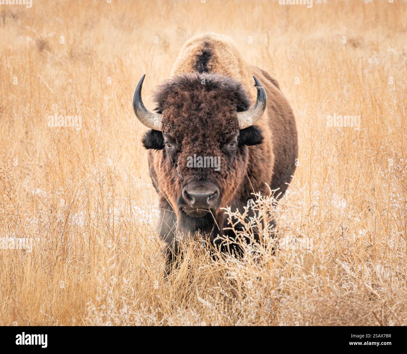 Bison looking straight ahead standing in a snowy tall grass field Stock ...