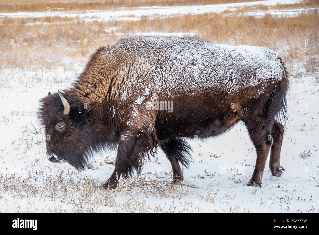 The full body of a snow covered bison standing in a snowy grass field ...