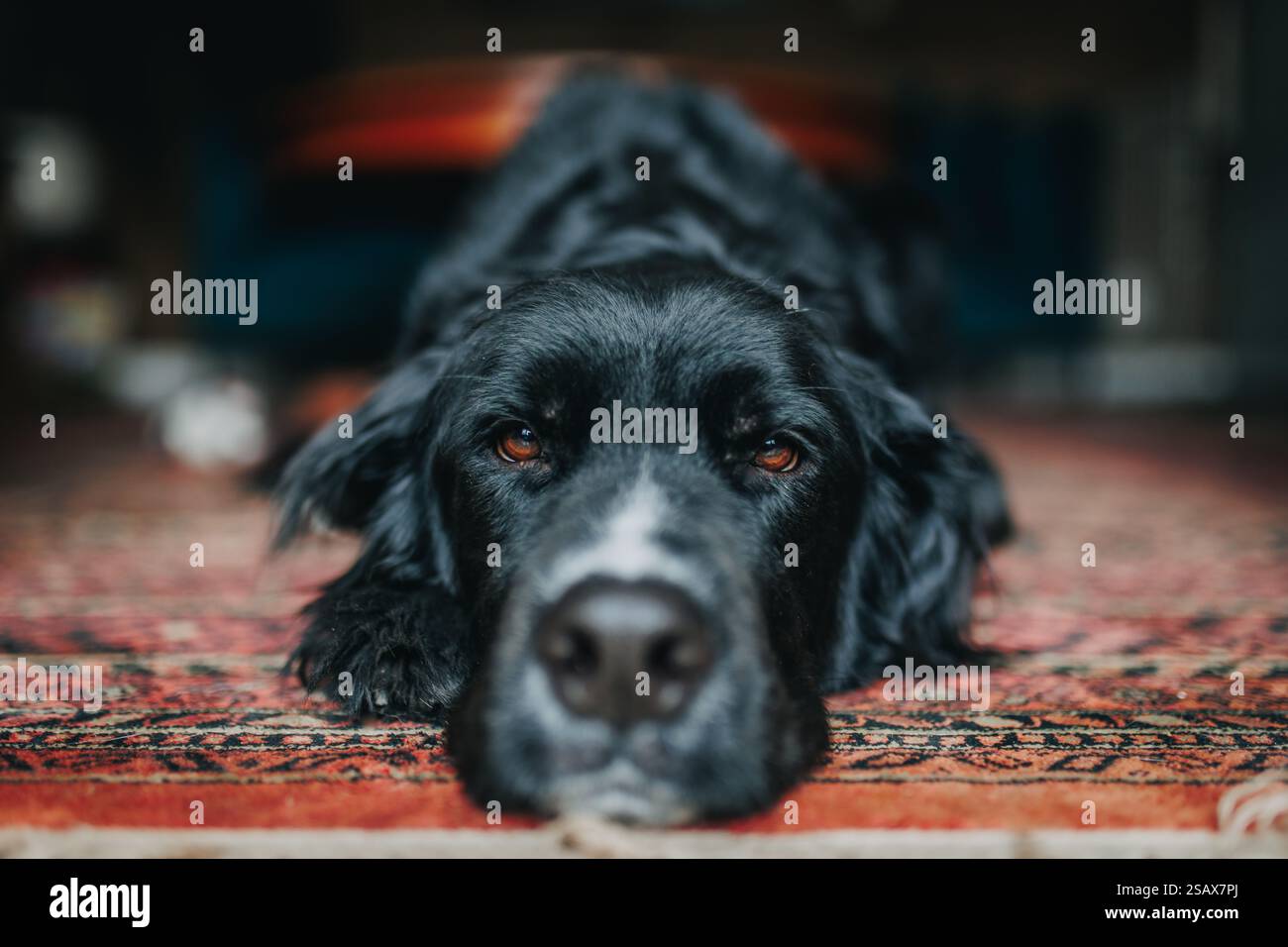 Dog resting head on the floor Stock Photo - Alamy