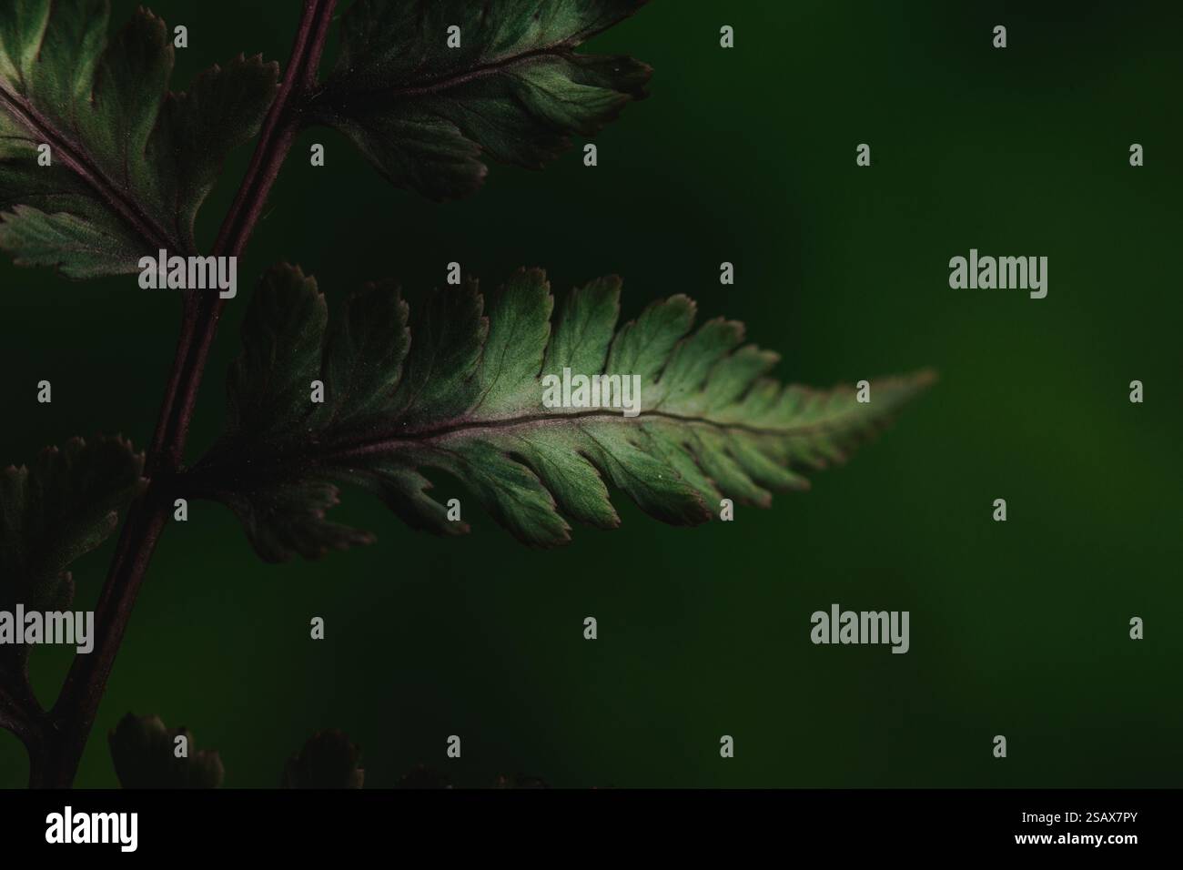 Macro leaf of a fern Stock Photo - Alamy