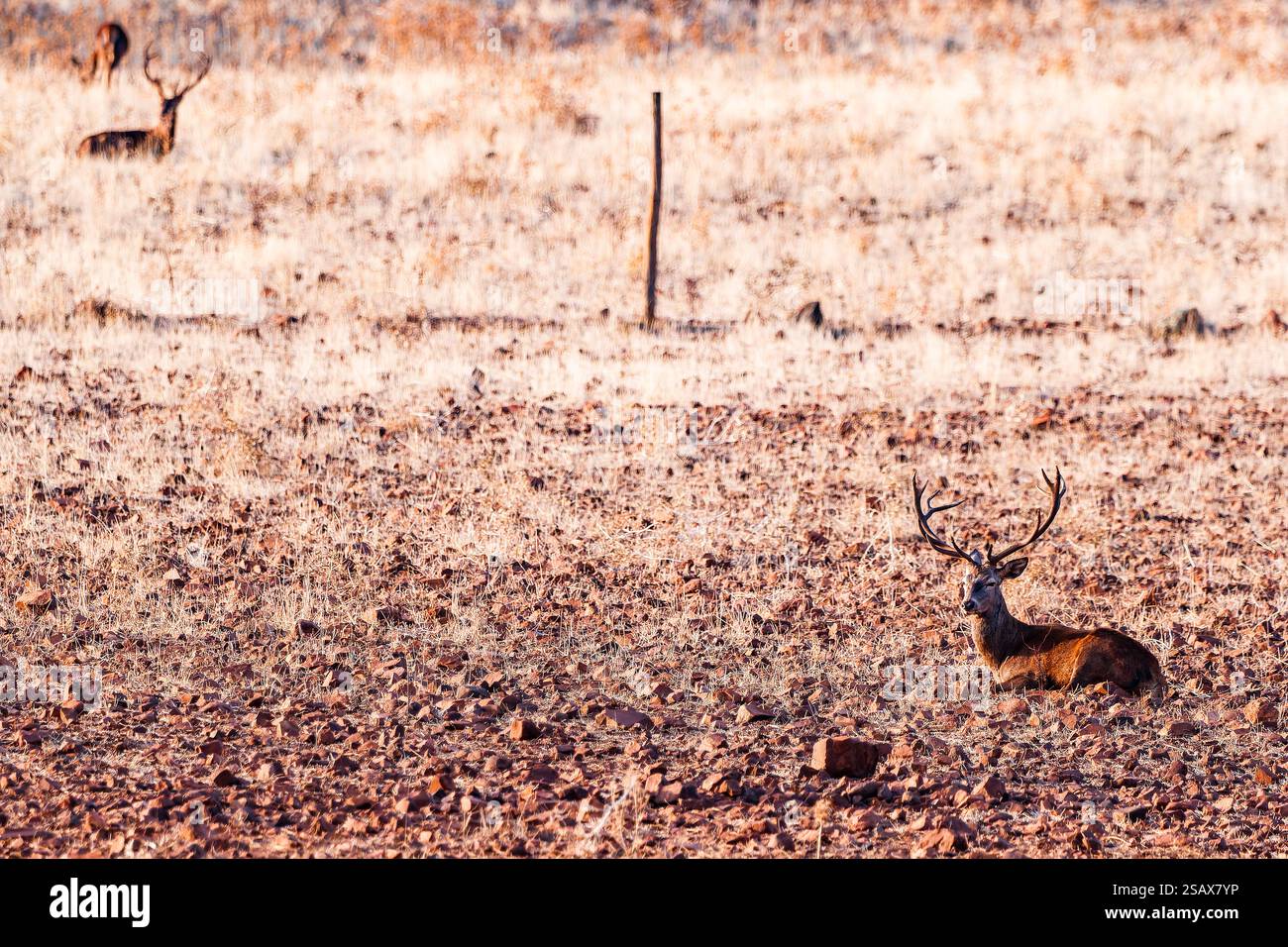Four deer during the rutting season in Piedrabuena Stock Photo - Alamy